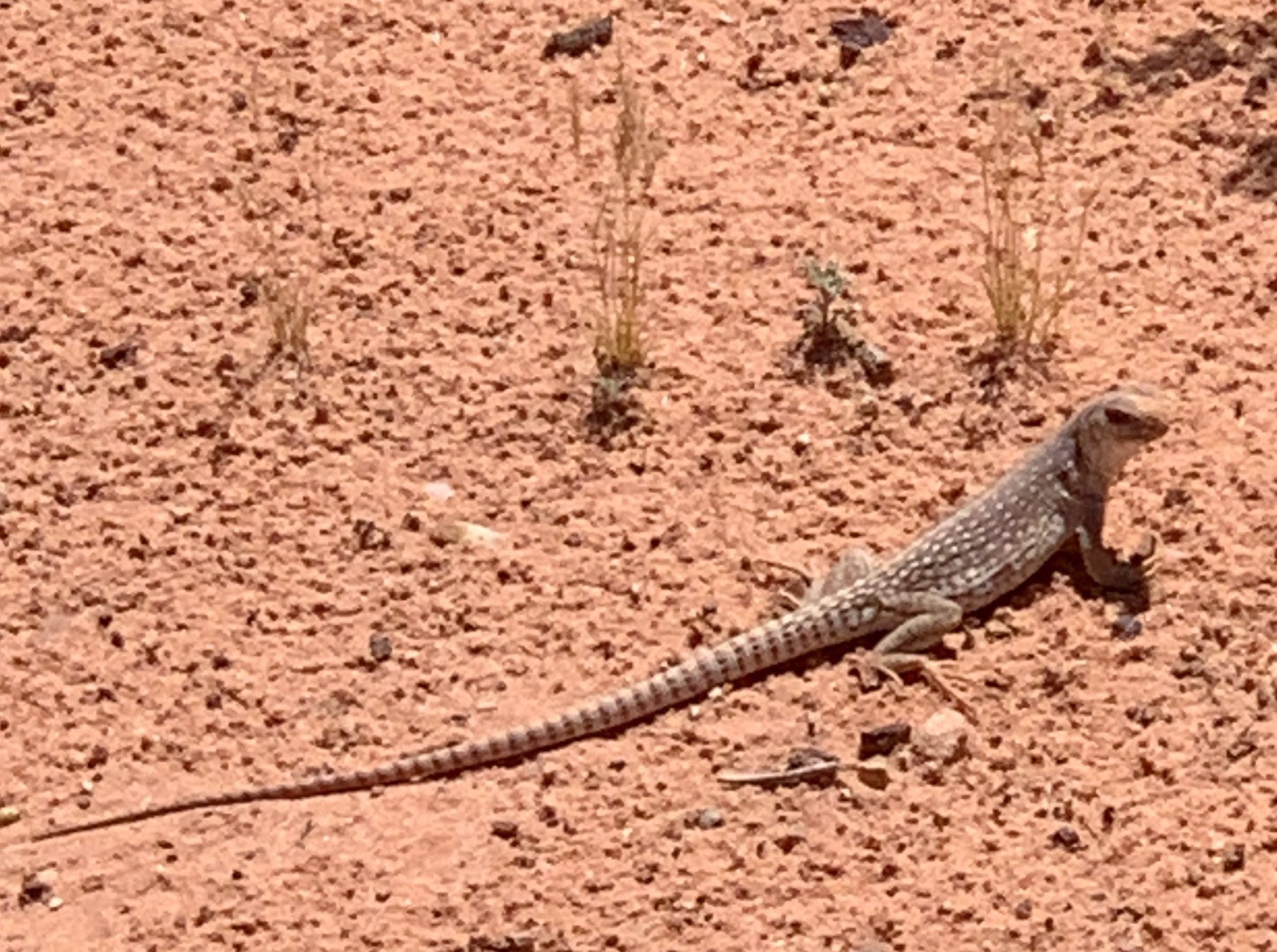 Hiking The Fire Wave Trail, Valley Of Fire State Park (Las Vegas ...