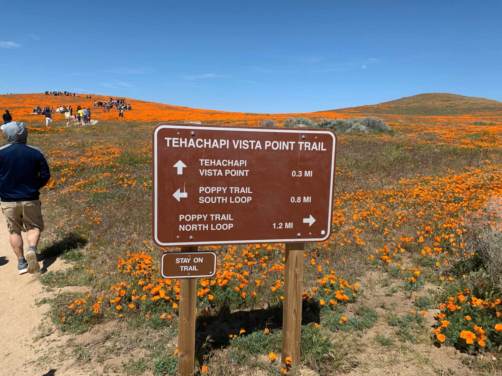 Visiting And Hiking The Antelope Valley California Poppy Reserve During ...